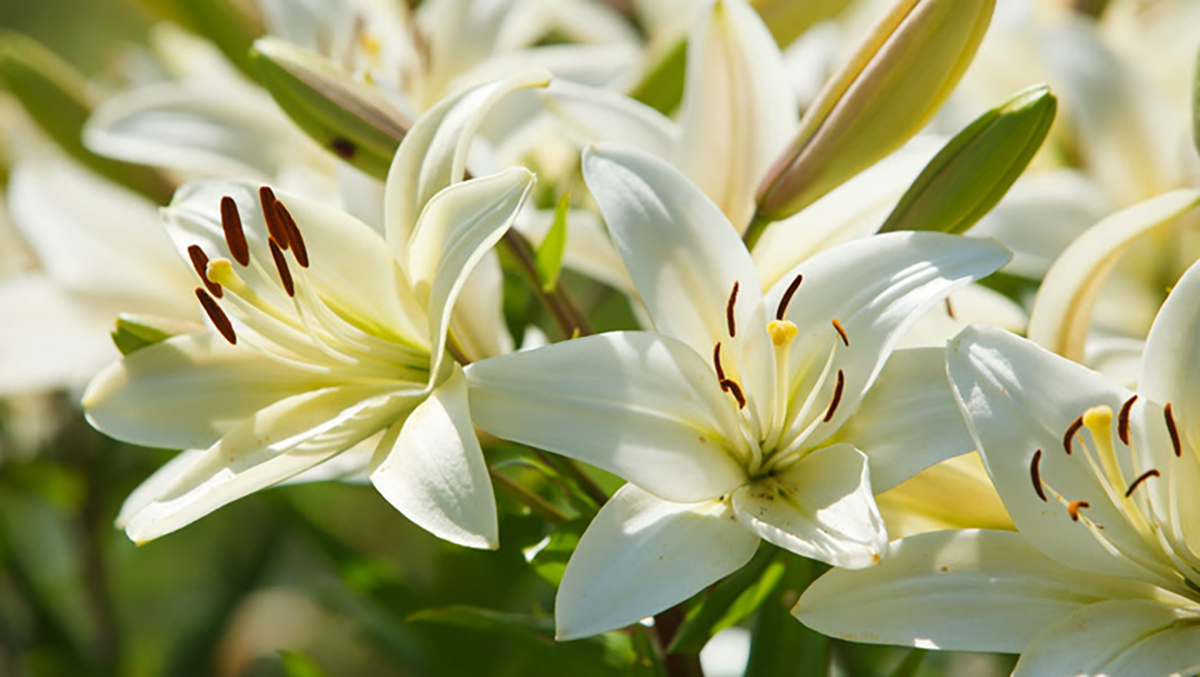 လၢႆးၽုၵ်ႇသွမ်ႈ မွၵ်ႇလီႇလီႇ (Lily) - SHAN News